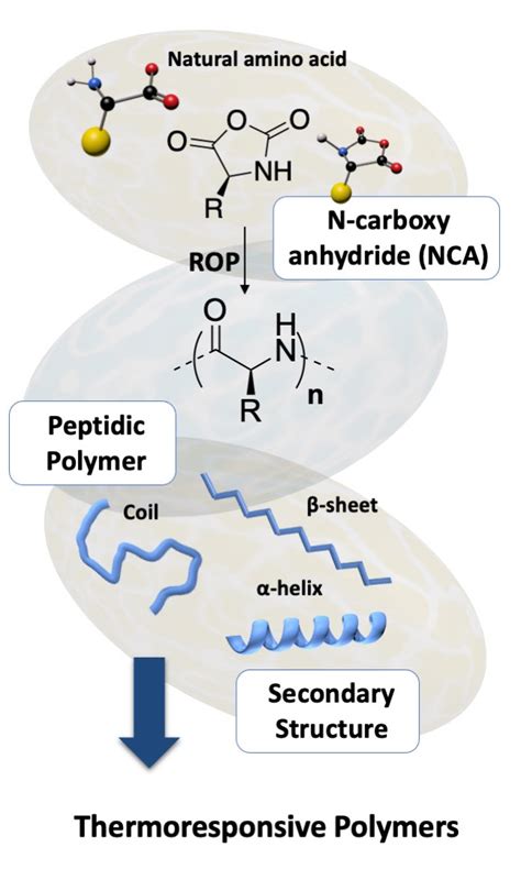 Natural Polymers Proteins