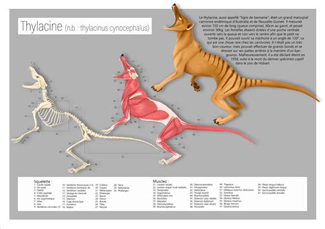 Artstation Anatomie Du Thylacine