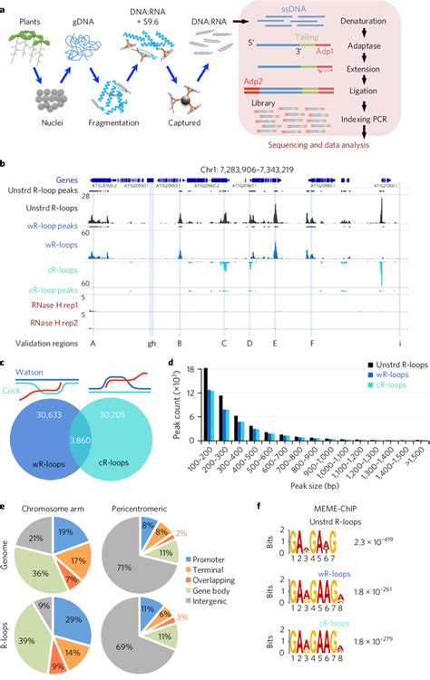 genome wide detection of r loops in arabidopsis by ssdrip seq a