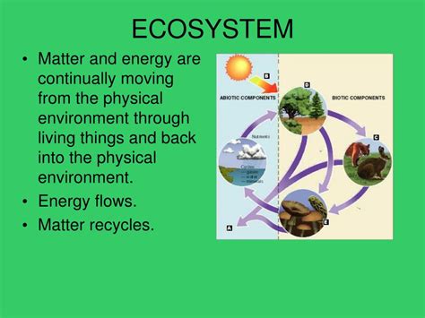 Ppt Trophic Structure Powerpoint Presentation Free Download Id294650
