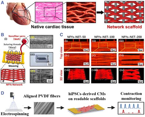 A The Bioinspired Design Of Anisotropic Networks By Referring To Download Scientific Diagram