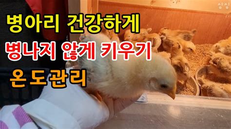 육추기 속 병아리 언제 야외닭장으로 내보낼수있을가~ 13일째 등에 깃털이 나기 시작해요~ Youtube