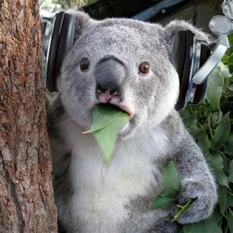 Stream Dumb Koala Listen To Exo Extended By Dumb Koala Playlist