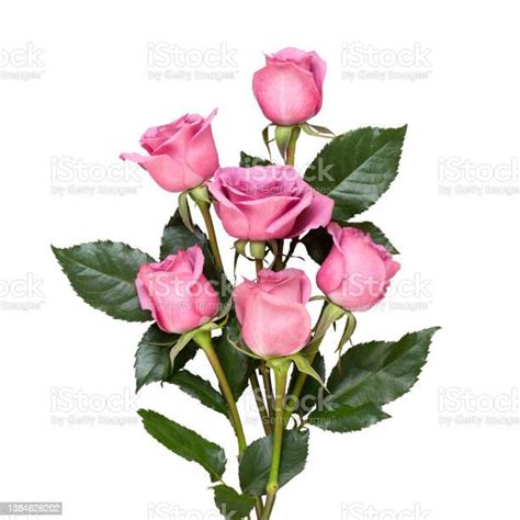 꽃 발렌타인 데이 구성 회색 배경에 분홍색 장미로 만든 프레임 플랫 레이 상단 보기 복사 공간 0명에 대한 스톡 사진 및 기타 이미지 Istock