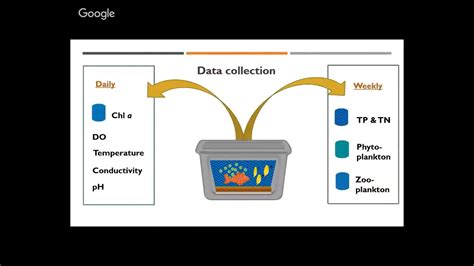 Community Responses To Macrophyte Abundance And Nutrient Loading In