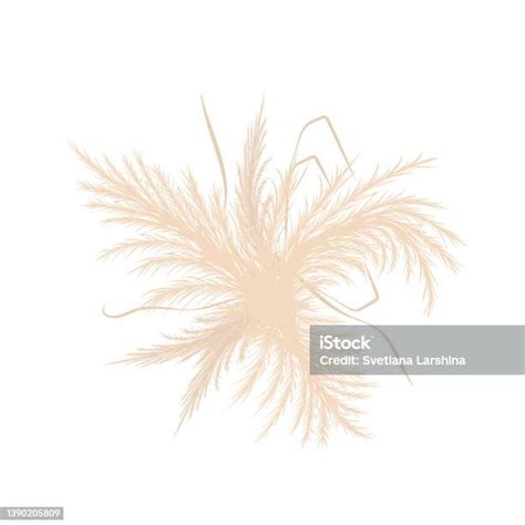 마른 팜파스 잔디 웨딩 부케 디자인 보호 스타일의 베이지 색 코르타데리아 흰색 배경에 고립 된 벡터 꽃 초대장 엽서 소셜 미디어 스티커를위한 트렌디 한 요소 0명에 대한