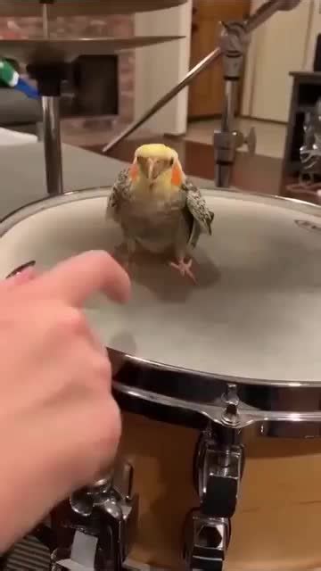 He Squawks The Talk Album On Imgur