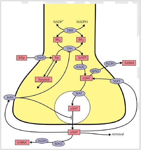 Serotonin Synthesis Release And Reuptake The Fi Gure Shows The Download Scientific Diagram