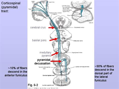 Extrapyramidal Tract