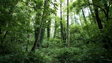 Batsara A Unique Nature Reserve In Kakheti Georgia Travel