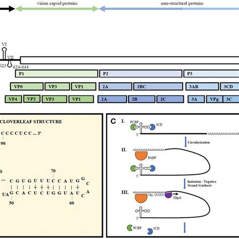 Representative Enterovirus Genome Structure With Emphasis On 5′utr Download Scientific Diagram