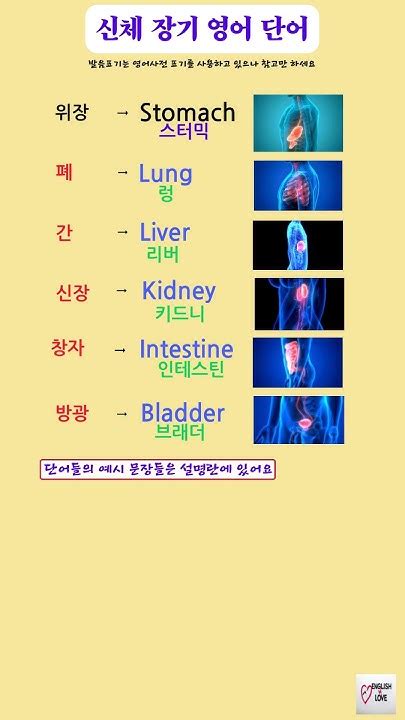신체 장기 영어 단어 Youtube