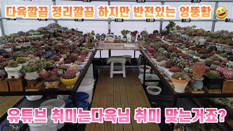 엉뚱한걸로 전국 1등이신 다육맘님 아가들 하나같이 이쁜아가들 자연군생 빚감부터 남다른 다육이들 묵둥이 귀둥이 국민이 창 다육이 바람꽃다육식물원 달콤한총각다육