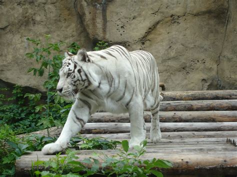 Moscow Zoo / Московский Зоопарк - Kidding Herself