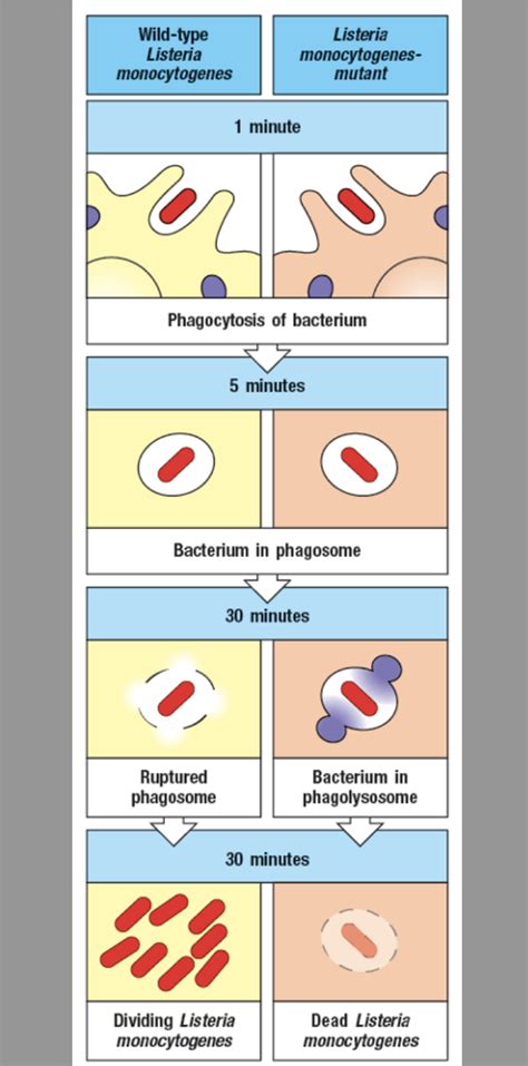 Solved To Assess The Function Of The Defective Gene In The