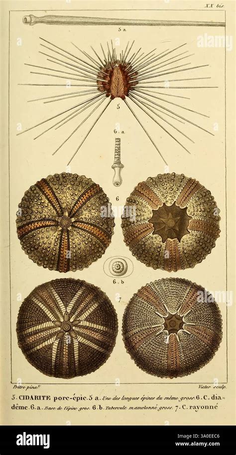 Detailed Study Of Different Species Of Echinoderms Hi Res Stock