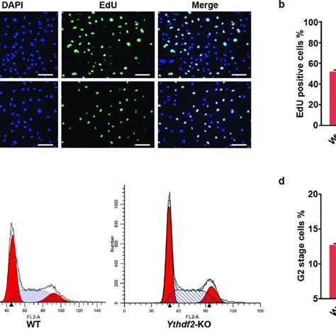 Effects Of Ythdf2 Ko In Cell Apoptosis A Detection Of Cell Apoptosis