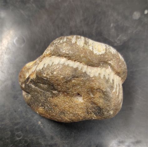 Shellfish Fossil Fossil Id The Fossil Forum