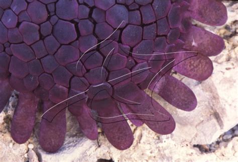 Haukeuke — Shingle Urchins Of Hawaii Hawaiian Forest