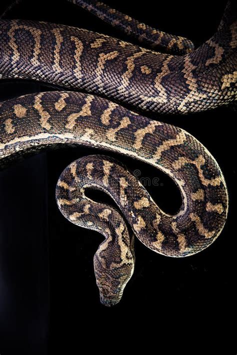 Ou Python Royal Le Python Python De Boule De Fondation Royale Image