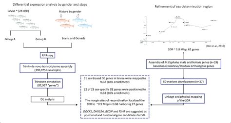 Schematic Representation Of The Workflow And Integrative Results Download Scientific Diagram