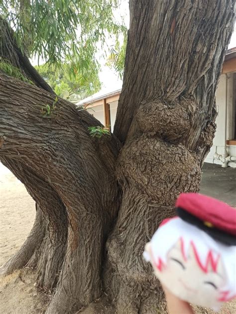 Jouno Plushie Adventures R Bungousimpbattles