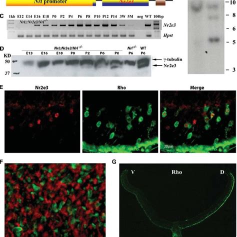 Phenotype Rescue By Nr2e3 Expression In Rod Precursors Of The