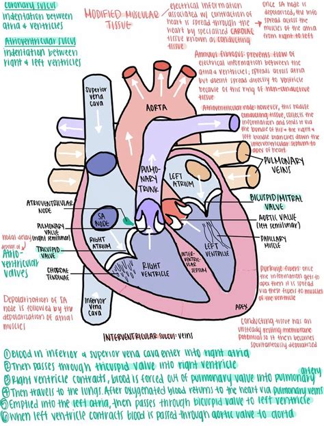 Heart Diagram Structure And Function Of The Heart In 2025 Medical School Motivation Heart