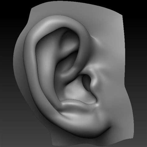 3d Model Of Human Ear Ear Anatomy 3d Model Dgde