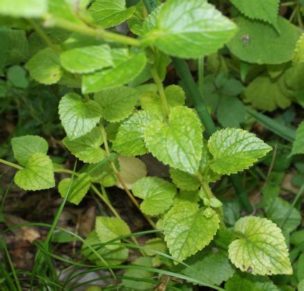 跡見群芳譜 野草譜
