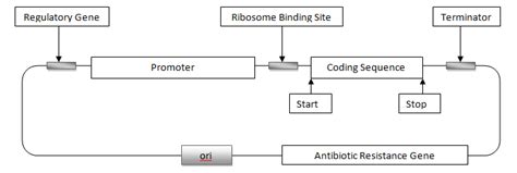 Expression Vectors Types Characteristics StudiousGuy