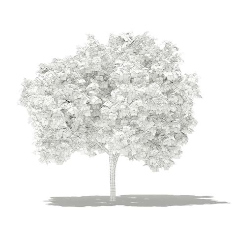 Common Fig Tree 3d Model 2 4m 3d Model 19 C4d Max Fbx Unknown