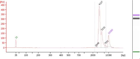 Characterization Of R Loop Structures Using Single Molecule R Loop