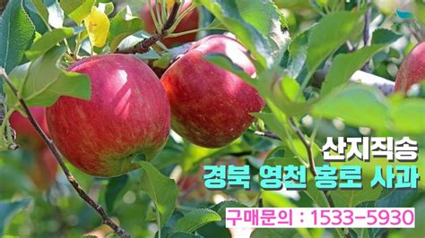 신바람 농자재 협력업체 판매상품 1533 5931 산지직송 경북 영천 홍로 사과 2kg 3kg 판매 Youtube