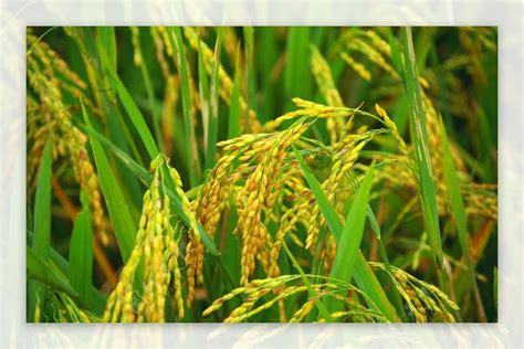 稻谷图片素材 编号10046303 图行天下