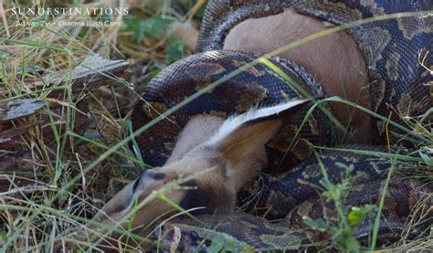 Ad Van Zyl Photographs An African Rock Python Devouring An Impala
