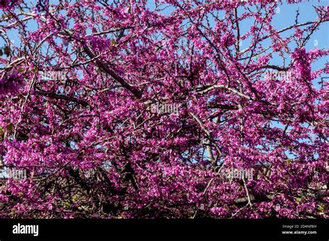 Spring Purple Flowers Judas Tree Cercis Siliquastrum Flowering Shrubs