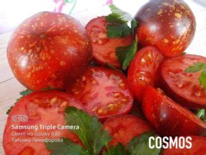 Томат Космос: описание сорта, отзывы, фото | tomatland.ru