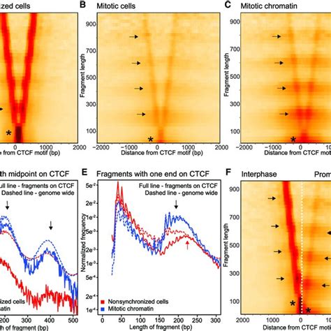 topologically associating domains tads and ctcf loops are lost in