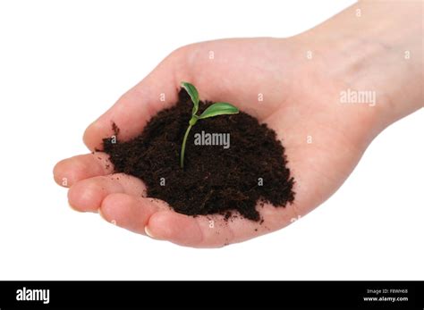 Hands Holding Seedling Isolated On White Background Stock Photo Alamy