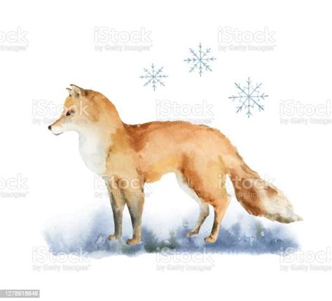 여우와 겨울 풍경과 수채화 벡터 크리스마스 카드 흰색 배경에 고립 된 꽃 엽서와 초대장을 인사하는 손으로 그린 그림 여우에 대한