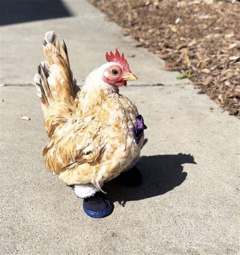 Strangers Send Shoes To Chicken With No Toes
