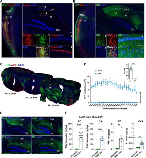 Wfs1 Neurons In Mouse Ec Layer Ii Propagate Human Tau To Hippocampal