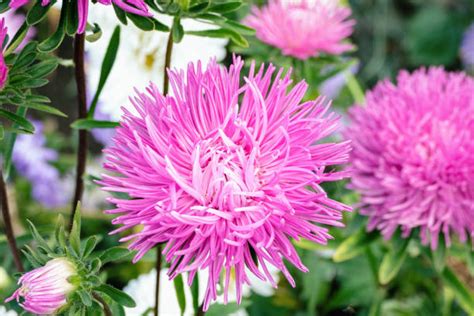 710 Callistephus Chinensis Foto Foto Stok Potret And Gambar Bebas