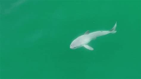 [더 한장] 美 ‘갓 태어난 새끼 백상아리 최초 포착 공개