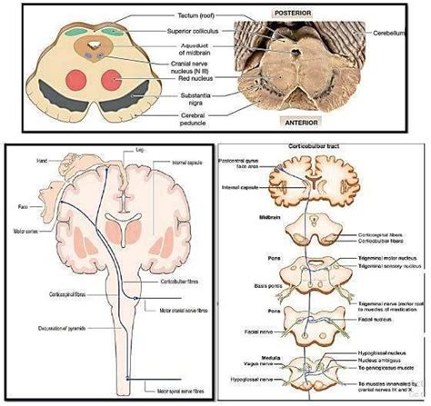 Midbrain Parts Diagram
