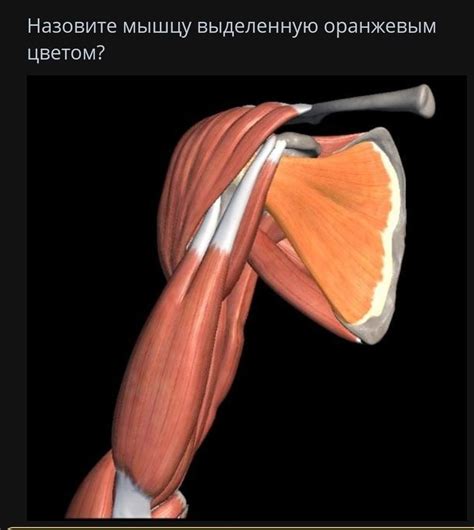 Дельтовидная мышца Надостная мышца Подостная мышца Малая круглая мышца Подлопаточная мышца