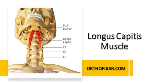 Longus Capitis Longus Colli Fotos Und Bildmaterial In Hoher