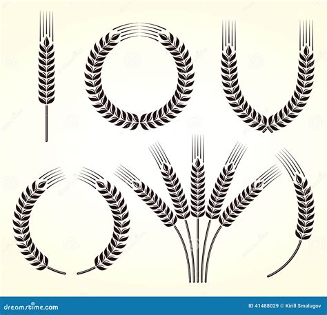 Ears Of Wheat And Rye Set Vector Stock Vector Illustration Of Fresh Isolated 41488029