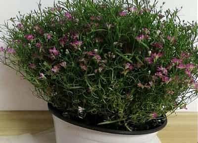 满天星花蔫了怎么办 满天星花蔫了还能活吗 花卉大全 农百科 农百科